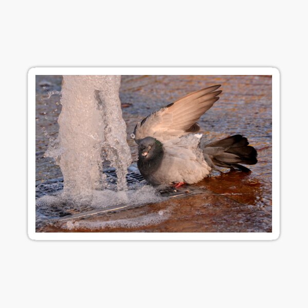 "singing in the bird bath" Sticker for Sale by JoeEJackson | Redbubble