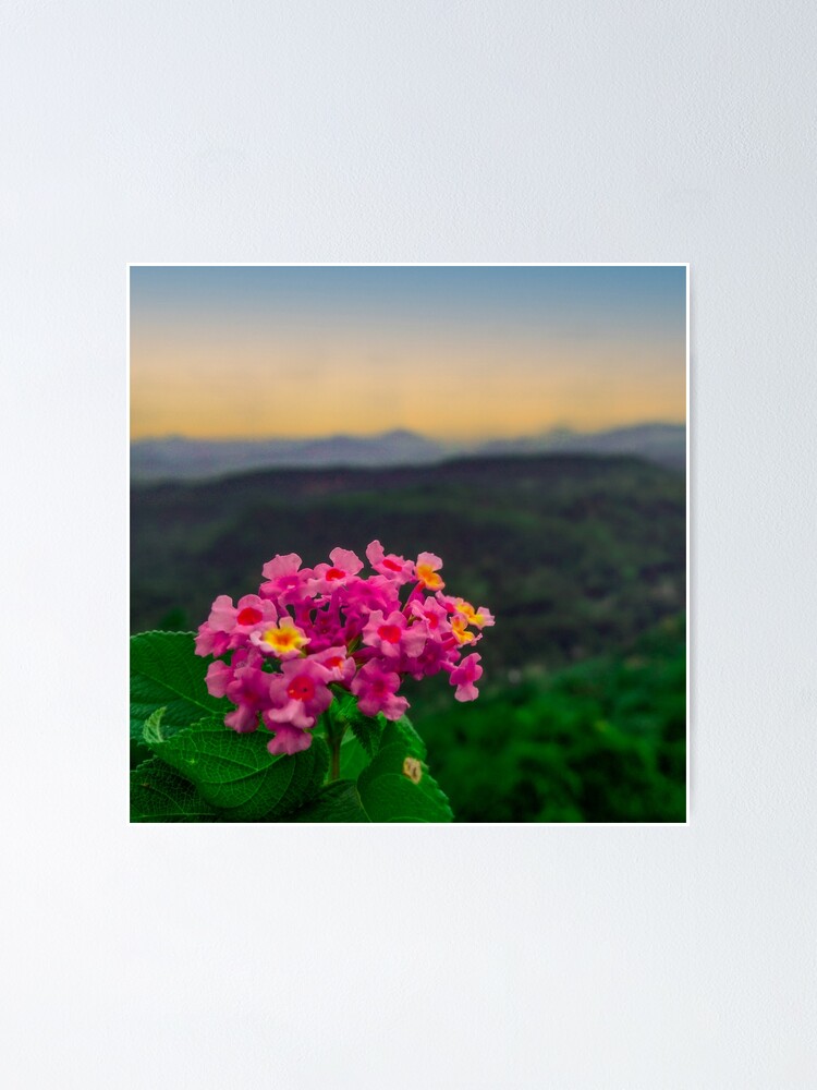 Póster «hermosas y coloridas flores pequeñas en la cima de la montaña ...