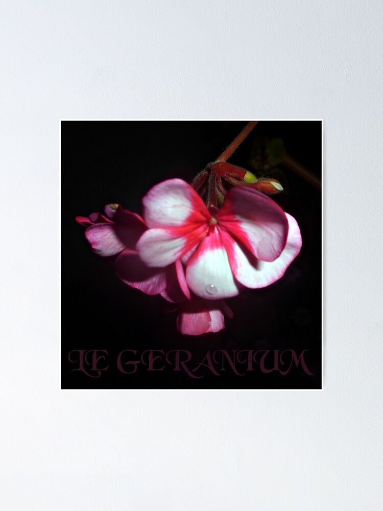 "LE GERANIUM" Poster for Sale by DMEIERS | Redbubble