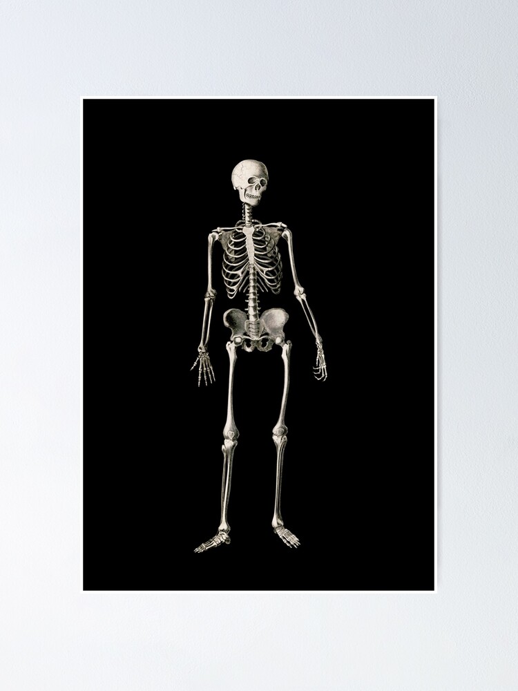 "Vintage Skeleton" Poster for Sale by sunprintdesign | Redbubble
