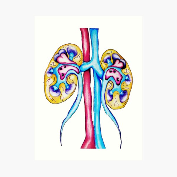 "Pretty kidneys" Art Print for Sale by HZSjostrom | Redbubble