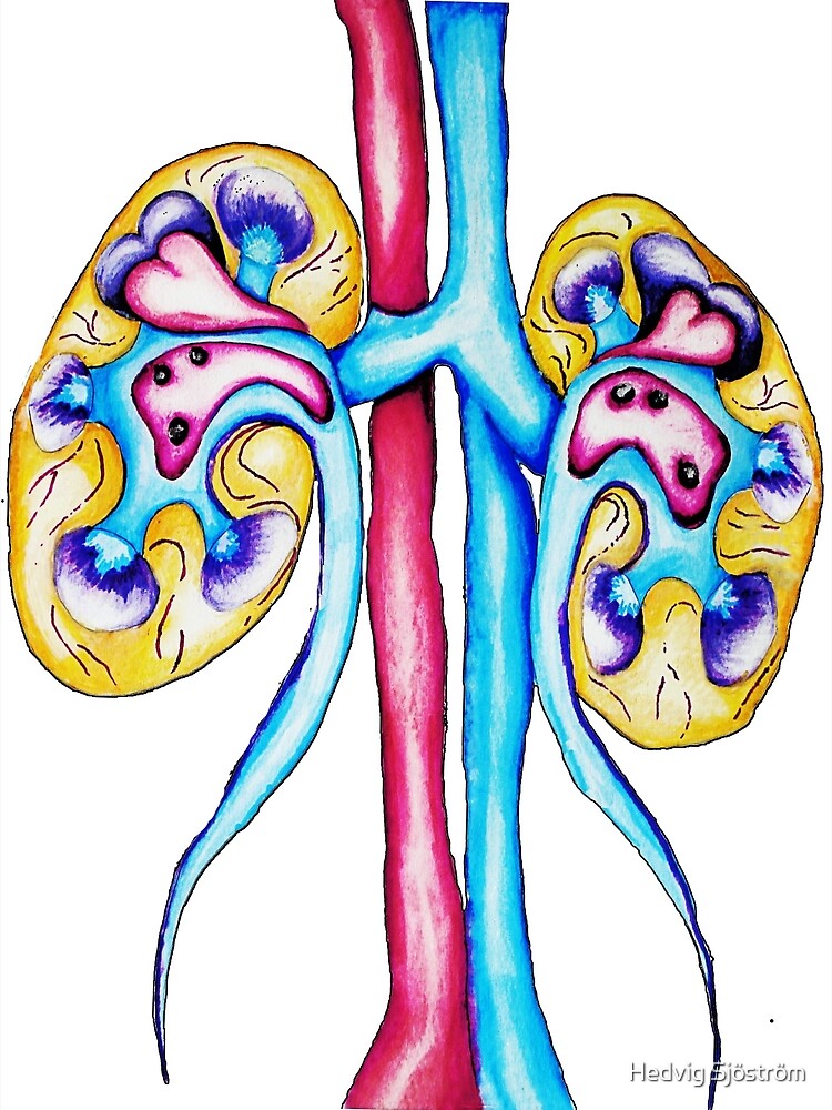 "Pretty kidneys" Art Print for Sale by HZSjostrom | Redbubble