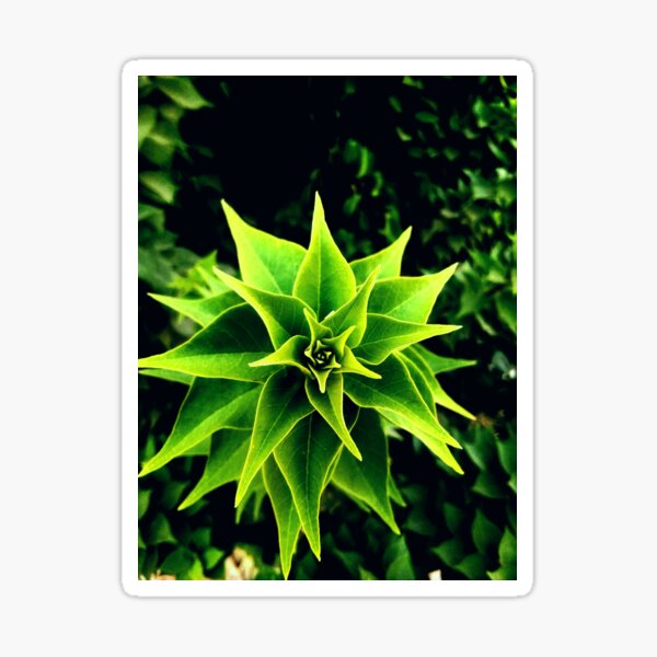 "Spiky plant." Sticker for Sale by PicsANDpainting | Redbubble