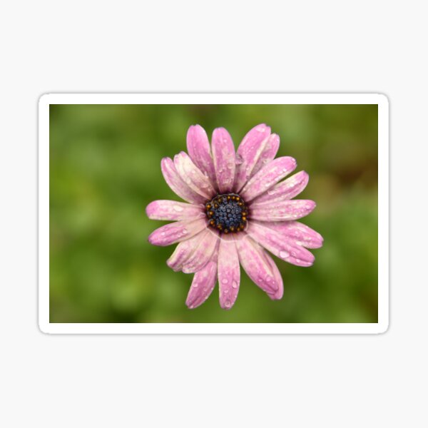 "light purple flowers" Sticker for Sale by soojeongkim | Redbubble