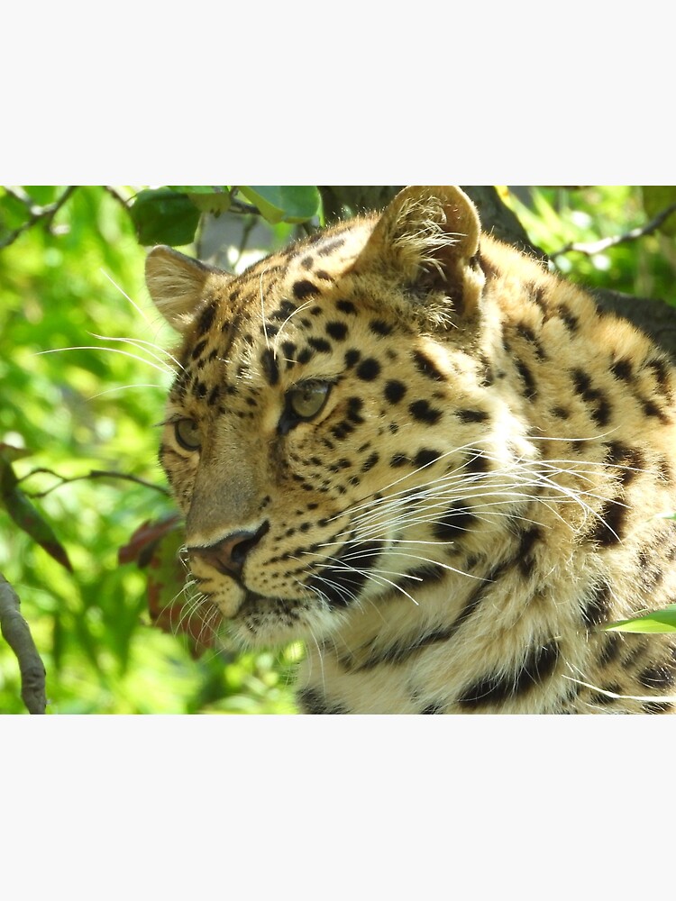 "A Stunning Amur Leopard Cub" Poster for Sale by 23rdjuly1960 | Redbubble