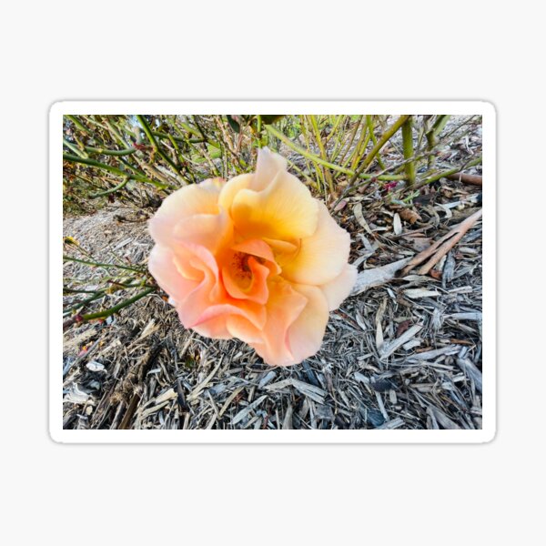 "Peach Rose " Sticker for Sale by elsieprocter | Redbubble