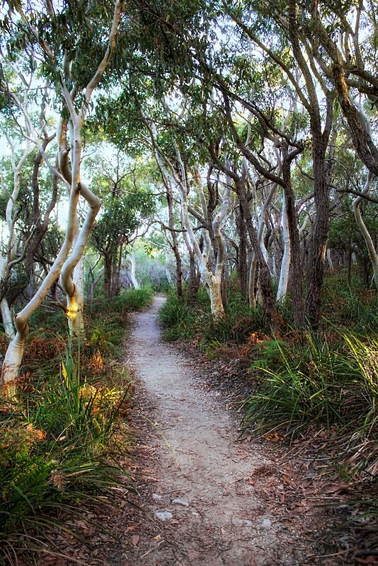 "A Walk Through The Trees" by PixelsbyDezine | Redbubble
