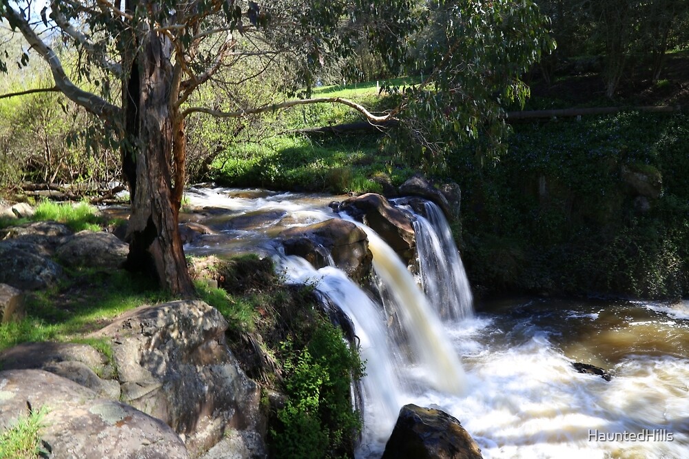 "Old gum tree at waterfall" by HauntedHills | Redbubble