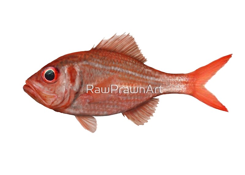 "Bight redfish " by RawPrawnArt | Redbubble