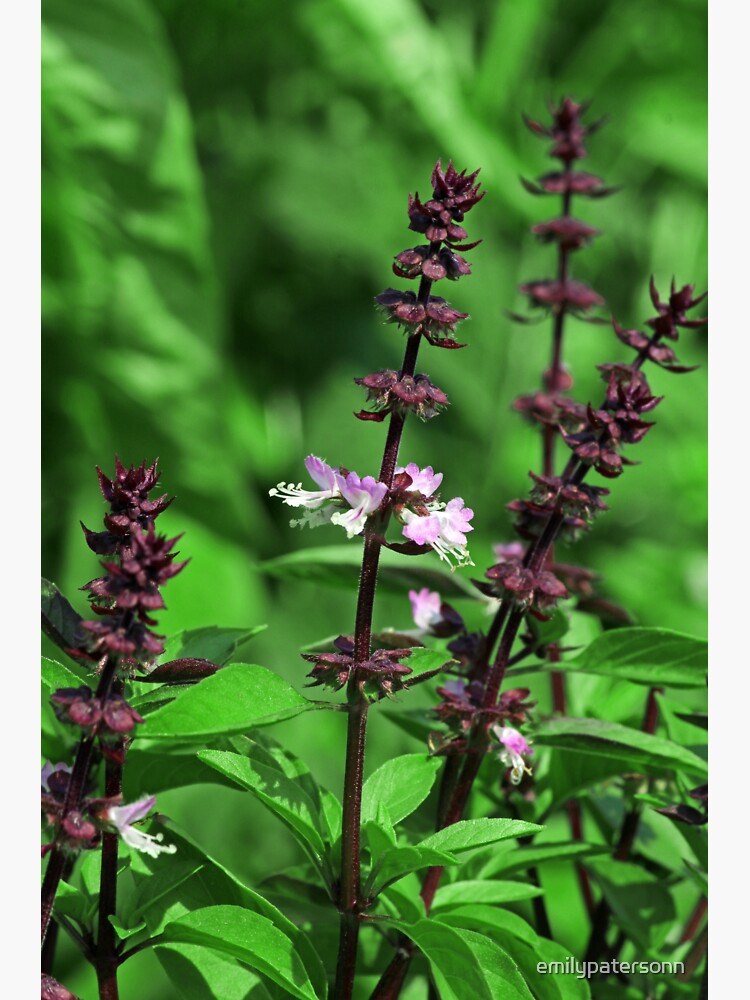 "Thai Basil" Sticker for Sale by emilypatersonn | Redbubble