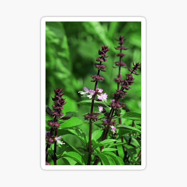 "Thai Basil" Sticker for Sale by emilypatersonn | Redbubble