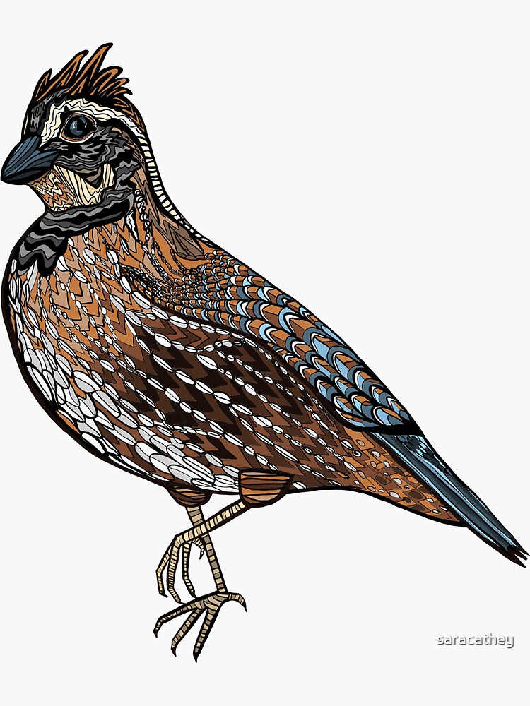 "Bobwhite Quail" Sticker for Sale by saracathey | Redbubble