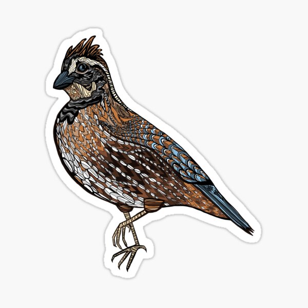 "Bobwhite Quail" Sticker for Sale by saracathey | Redbubble