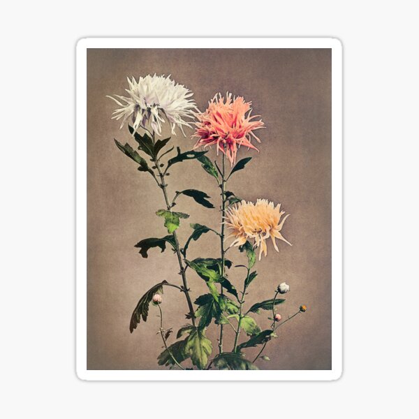 "Japanese Flowers (1896) by Kazumasa Ogawa" Sticker for Sale by ...