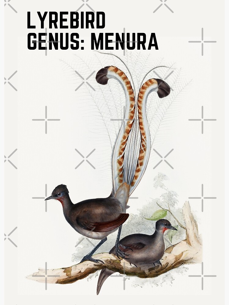 "Lyrebird Animal - Australian Birds" Poster by StemCareers | Redbubble