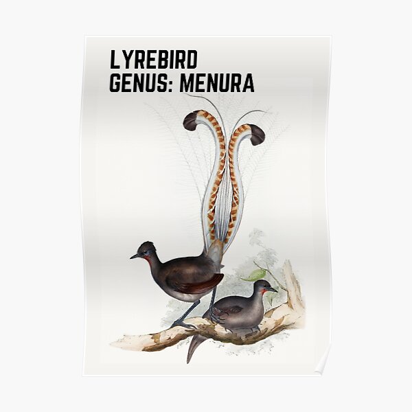 "Lyrebird Animal - Australian Birds" Poster by StemCareers | Redbubble