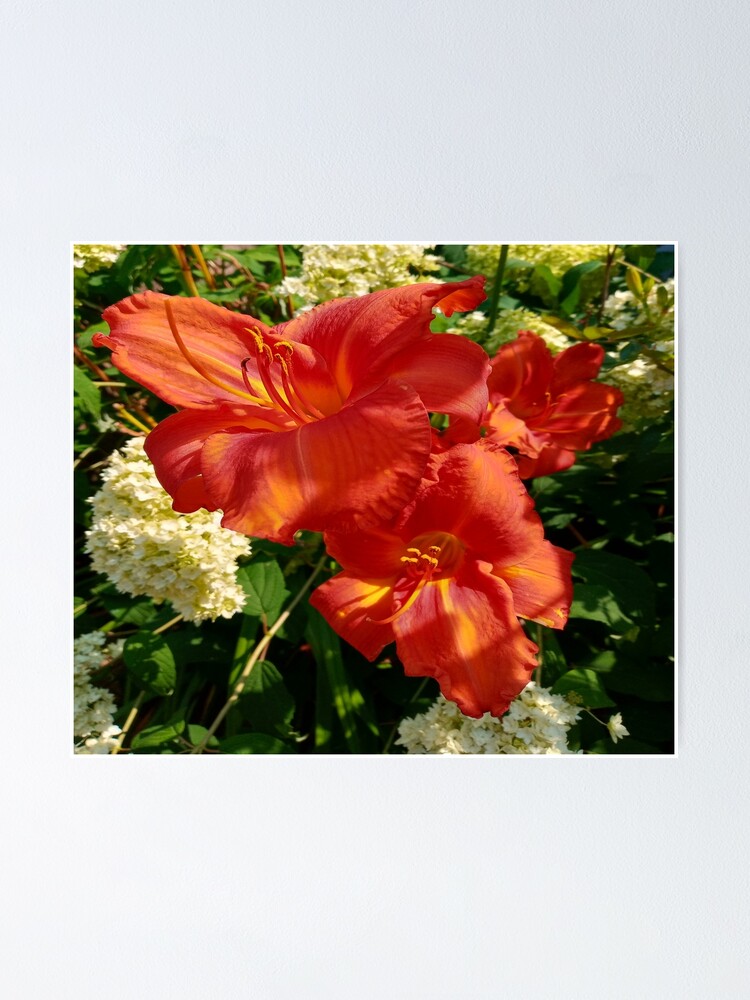 Póster «Hermosas azucenas rojas iluminadas por el sol y hortensias ...