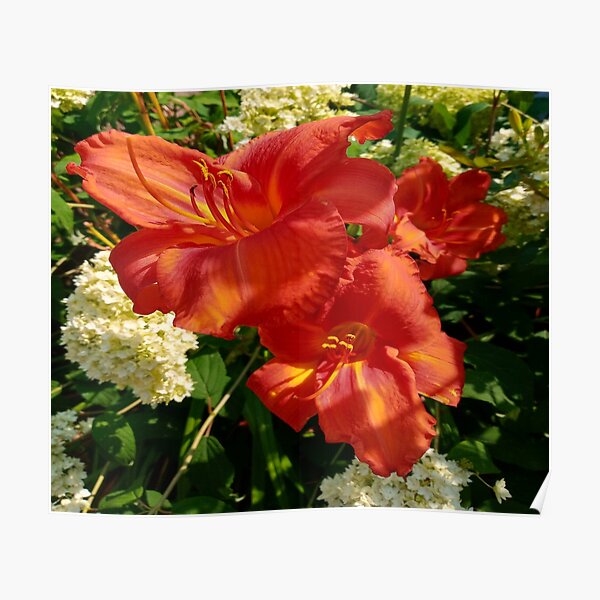 Póster «Hermosas azucenas rojas iluminadas por el sol y hortensias ...
