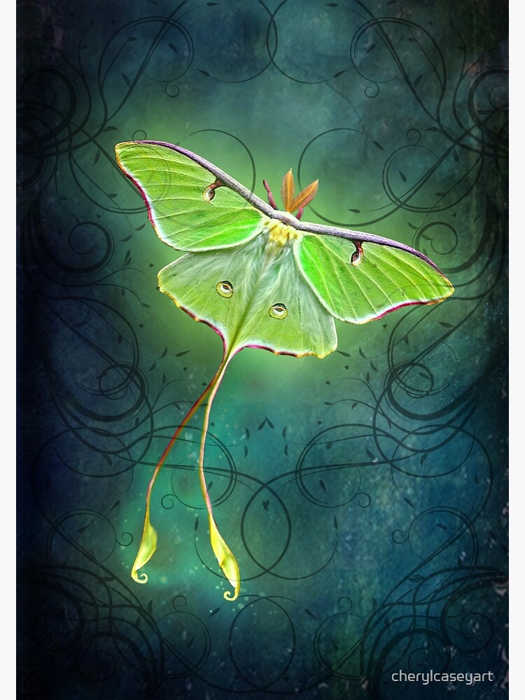 "Luna Moth" Poster by cherylcaseyart | Redbubble