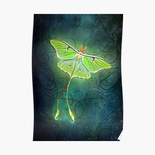 "Luna Moth" Poster by cherylcaseyart | Redbubble