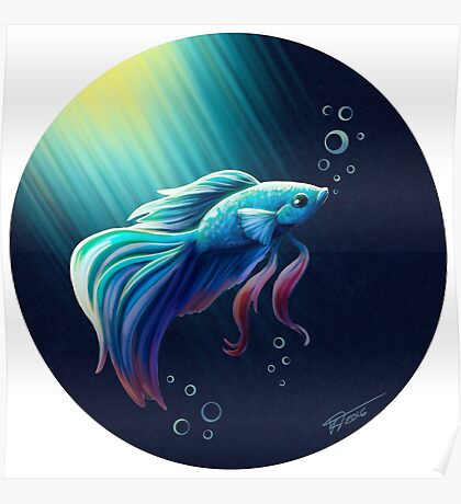 Betta Fish: Posters | Redbubble