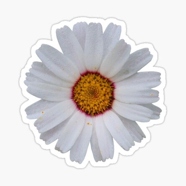 "Blooming Daises" Sticker for Sale by Miss-Gigi | Redbubble