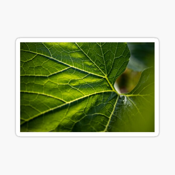 "Plant Life Photography " Sticker by ariellevictoria | Redbubble