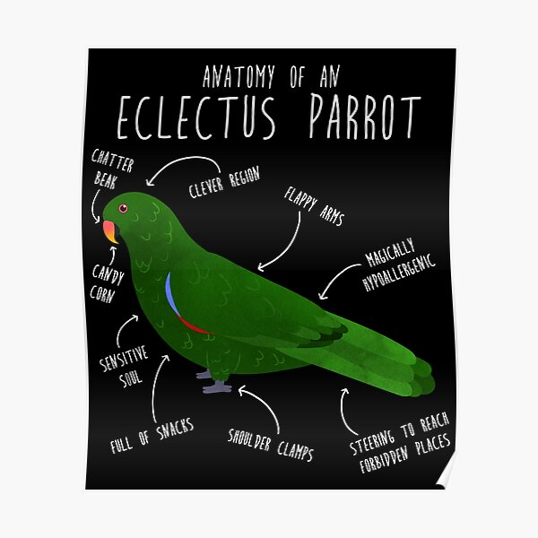 "Male Eclectus Anatomy" Poster for Sale by Psitta | Redbubble
