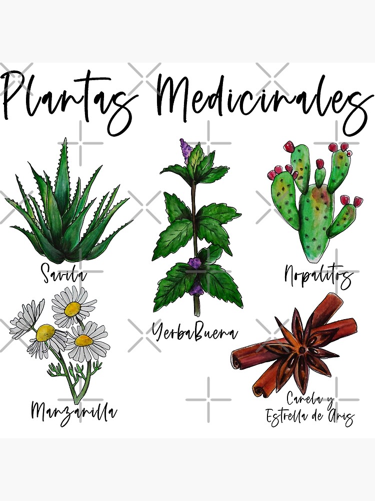 Lámina metálica for Sale con la obra «Plantas Medicinales» de ...