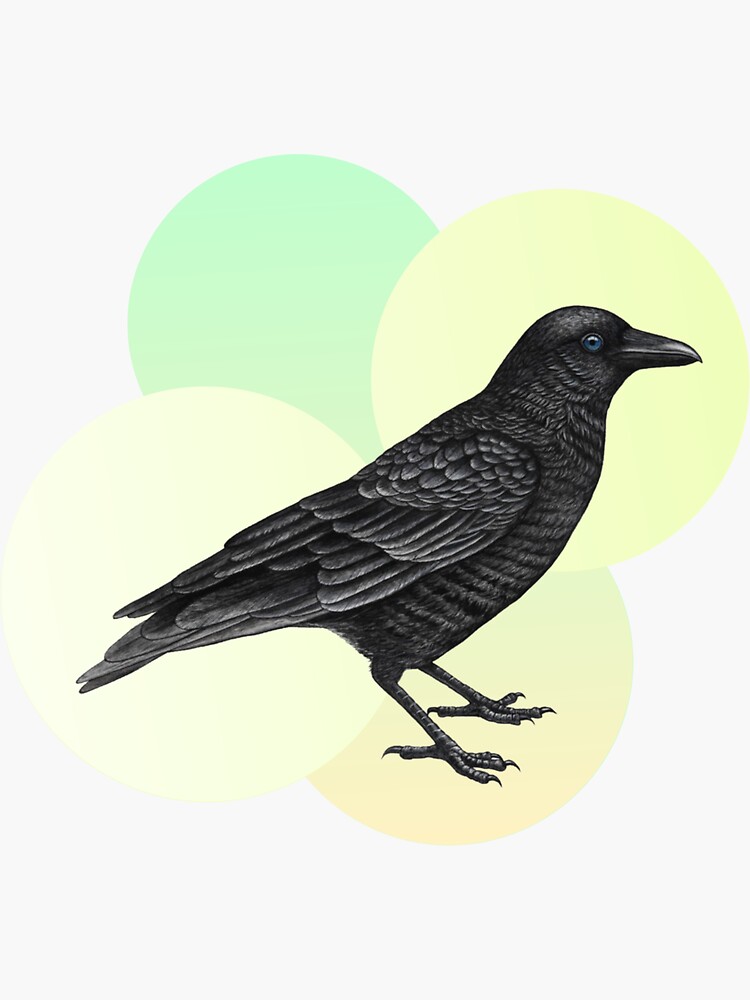"Jackdaw Crow or Bell Crow" Sticker for Sale by Coprin | Redbubble