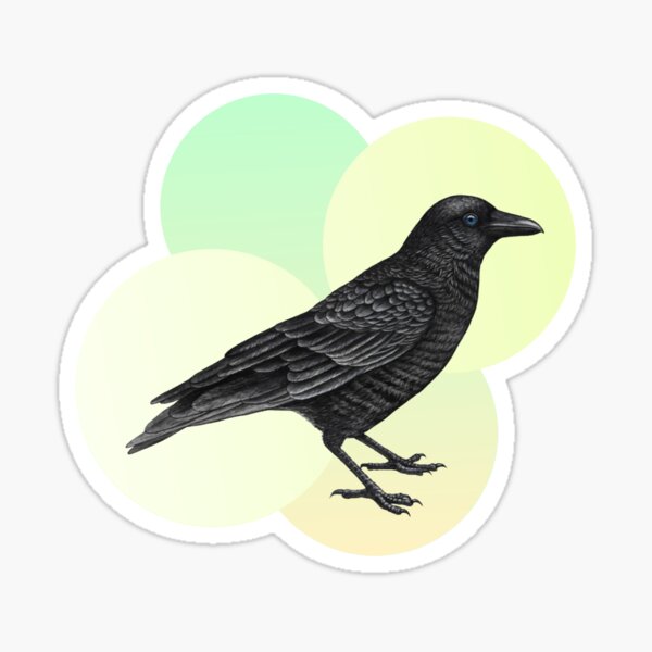 "Jackdaw Crow or Bell Crow" Sticker for Sale by Coprin | Redbubble