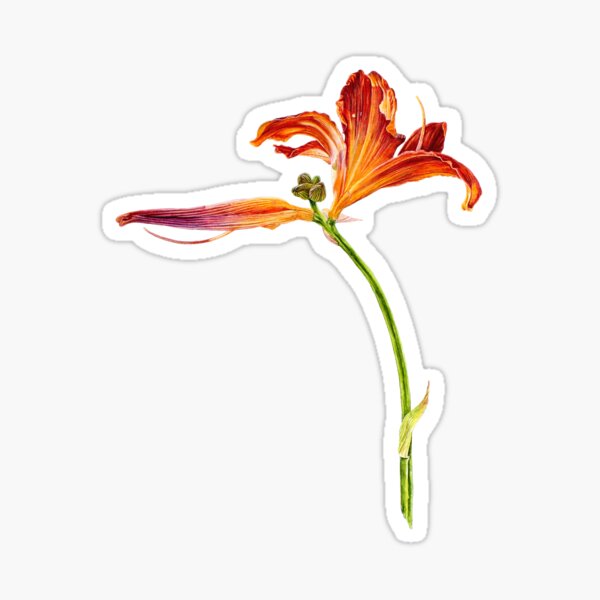 "Lily flower" Sticker by MaksakovaNatali | Redbubble