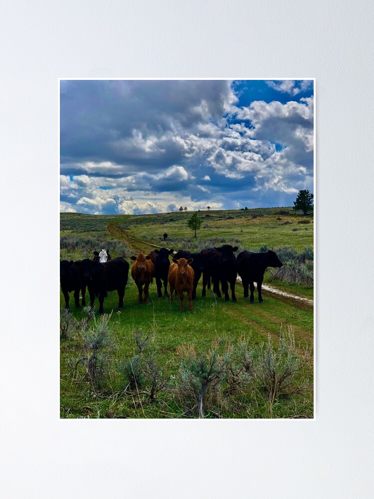 "Group of yearling steers" Poster for Sale by Rh0111 | Redbubble