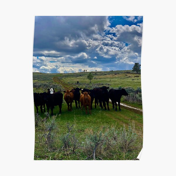 "Group of yearling steers" Poster for Sale by Rh0111 | Redbubble