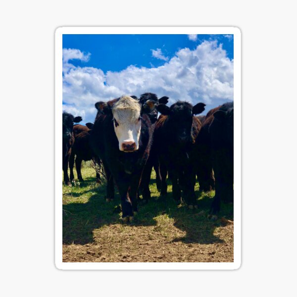 Yearling Gifts & Merchandise | Redbubble