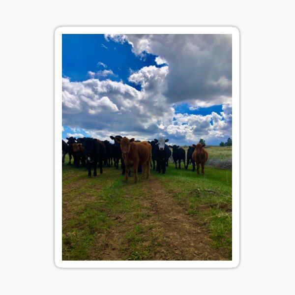 "Yearling steers" Sticker for Sale by Rh0111 | Redbubble