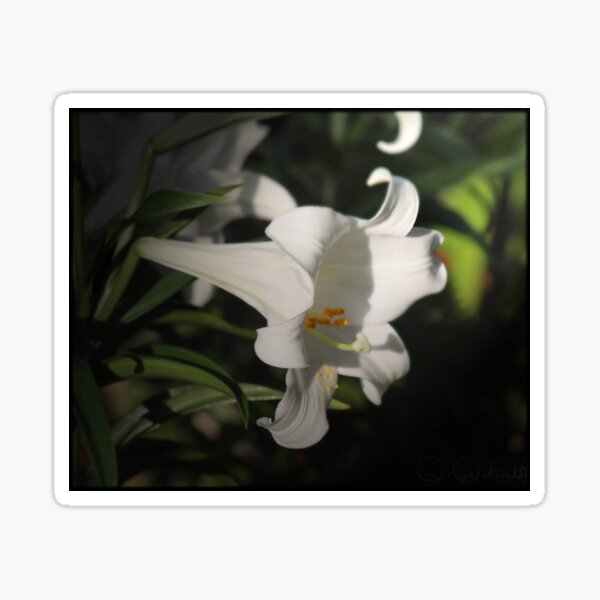 "One White Lily" Sticker for Sale by rastraus | Redbubble