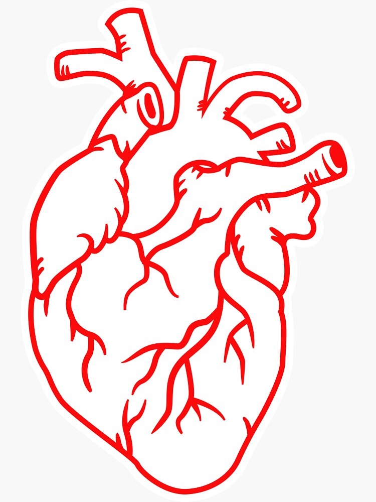 "Red Anatomical Heart Outline " Sticker by alexabwell | Redbubble