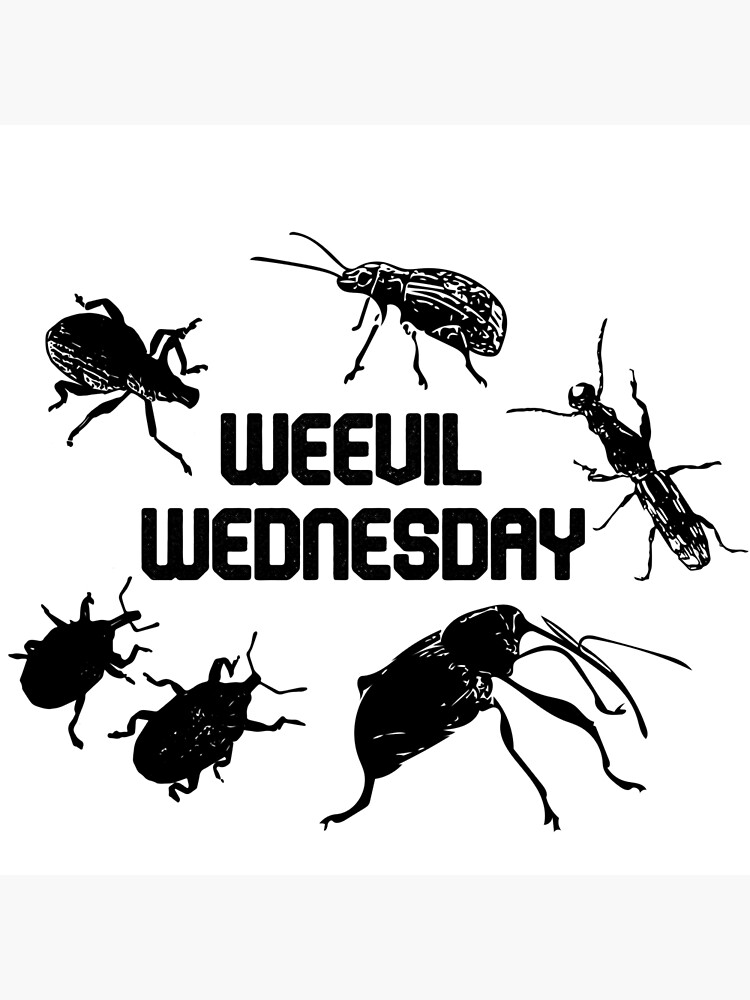 "Weevil Wednesday " Poster for Sale by ArthroArchives | Redbubble
