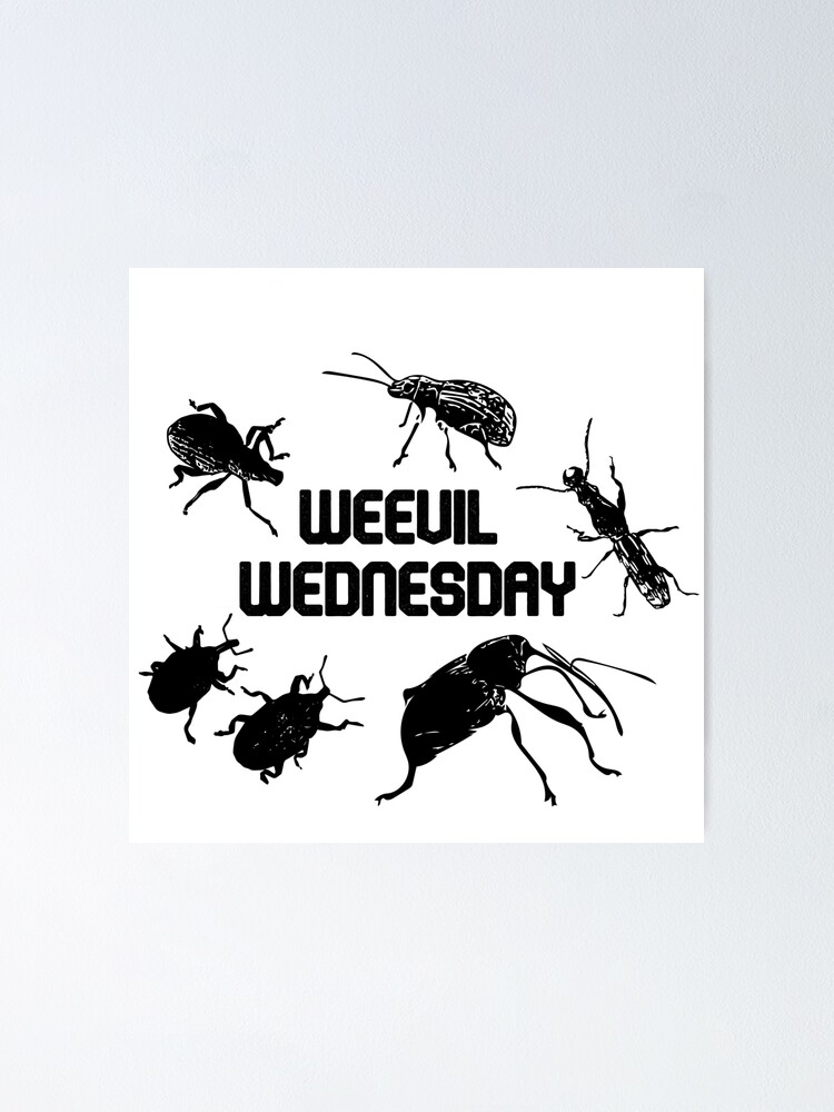 "Weevil Wednesday " Poster for Sale by ArthroArchives | Redbubble