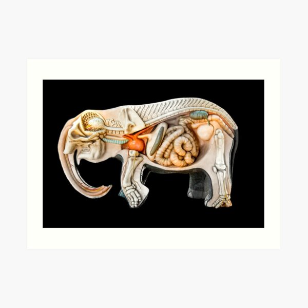 Lámina artística for Sale con la obra «Anatomía del elefante para ...