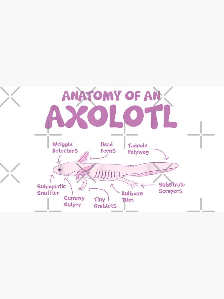 "Anatomy Of An Axolotl Axolotls Biology Diagram Science " Bucket Hat ...