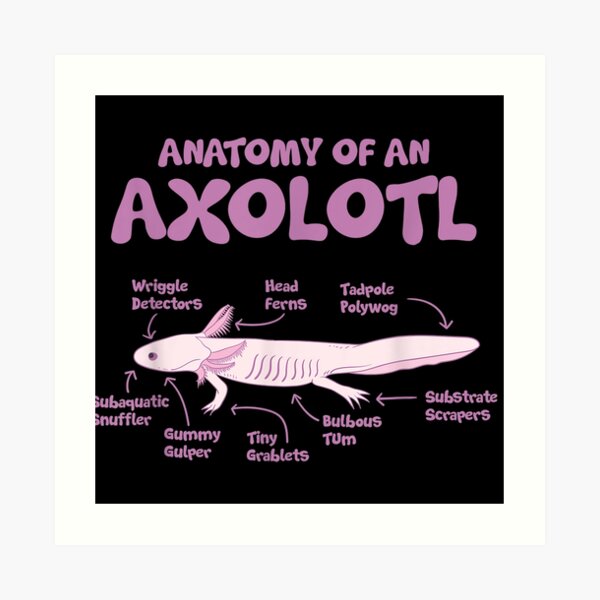 "Anatomy Of An Axolotl Axolotls Biology Diagram Science " Art Print for ...
