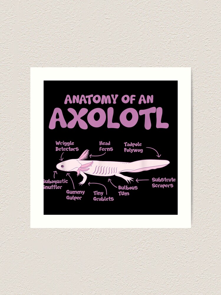 "Anatomy Of An Axolotl Axolotls Biology Diagram Science " Art Print for ...