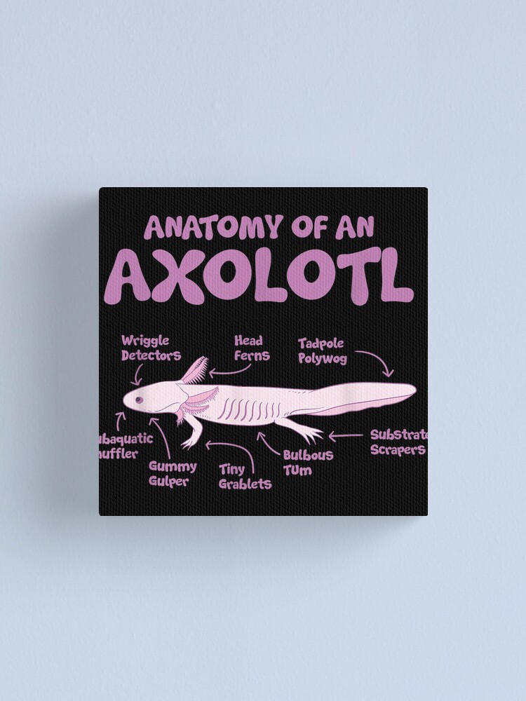 "Anatomy Of An Axolotl Axolotls Biology Diagram Science " Canvas Print ...
