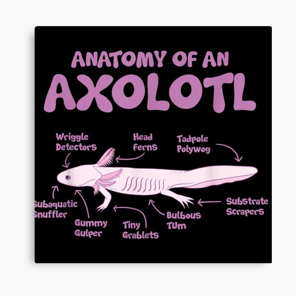 "Anatomy Of An Axolotl Axolotls Biology Diagram Science " Canvas Print ...