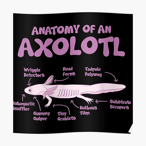 "Anatomy Of An Axolotl Axolotls Biology Diagram Science " Poster by ...