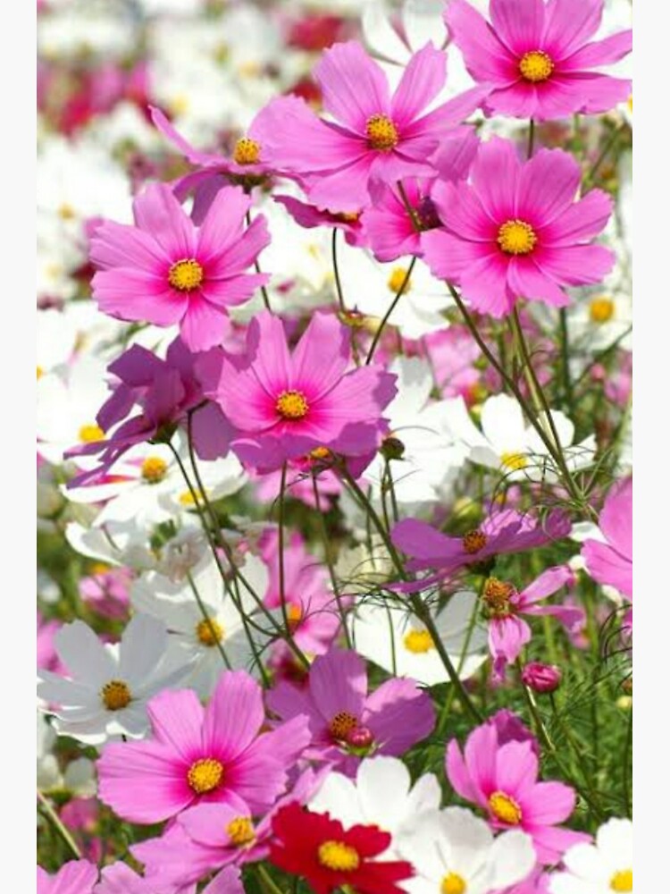 "Cosmos flowers" Sticker by madeleyinc | Redbubble