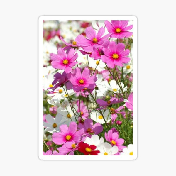 "Cosmos flowers" Sticker by madeleyinc | Redbubble