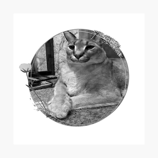 "Big Floppa" Photographic Print for Sale by ouyoussfyassine | Redbubble